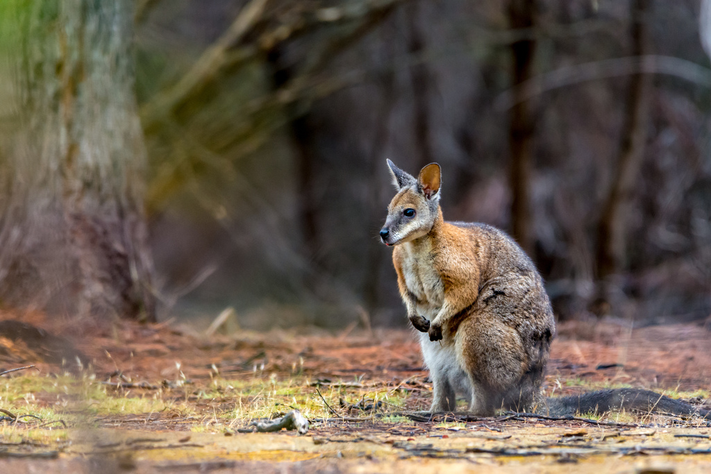 Tammar Wallaby (Notamacropus eugenii) - Know Your Mammals