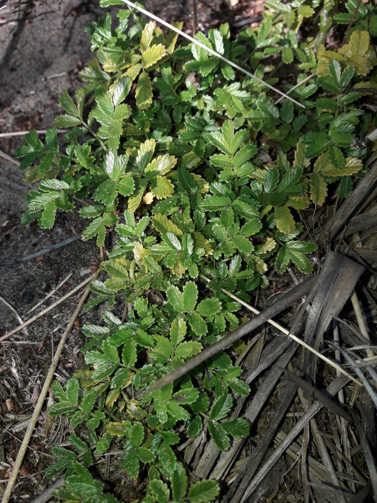 Sand bidibid from Breaker Bay, Wellington 6022, New Zealand on May 2 ...