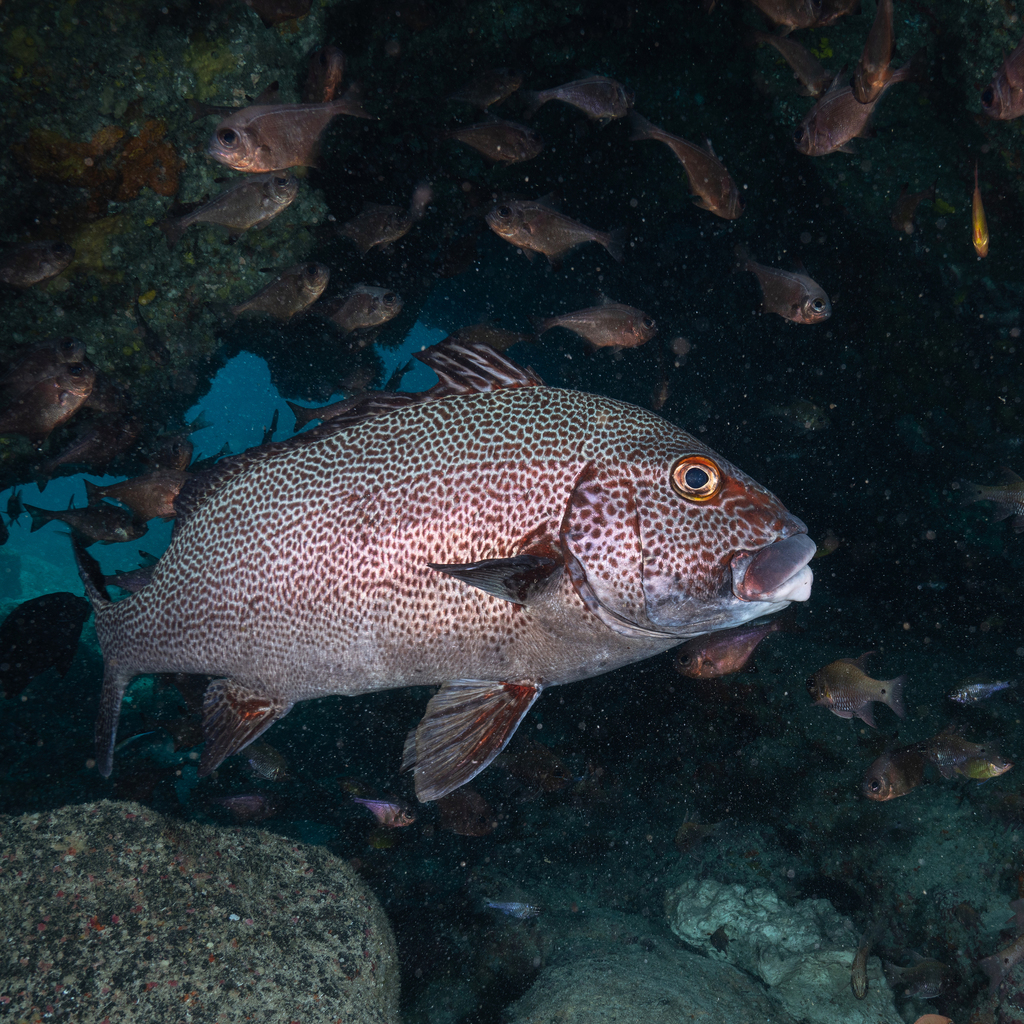 Trout Sweetlips (Plectorhinchus pictus) - Marine Life Identification