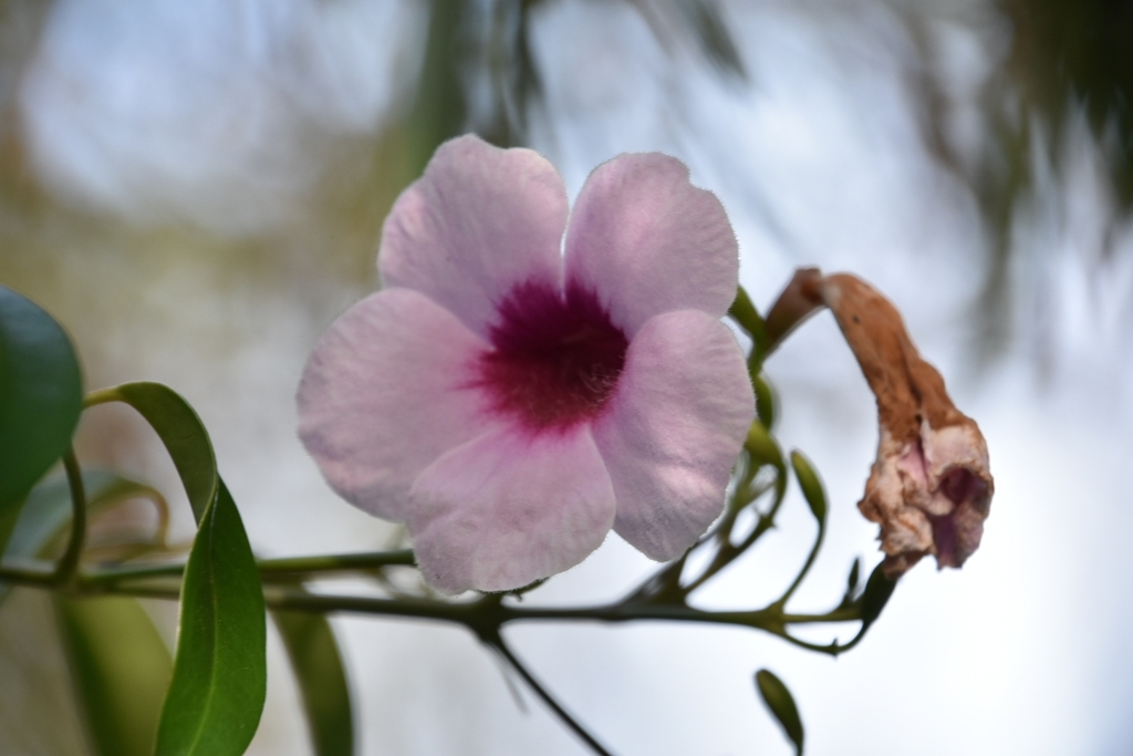 Bower Plant (Pandorea jasminoides) - Botanical Realm