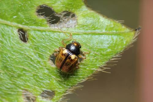 Pagria consimile · iNaturalist