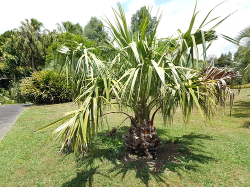 Red Cabbage Palm (Livistona mariae) · iNaturalist