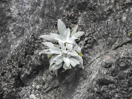 Genus Paraboea · iNaturalist