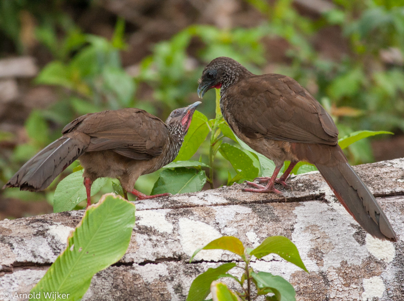 Chachalacas (Guía para observar aves en la ciudad de Oxapampa ...
