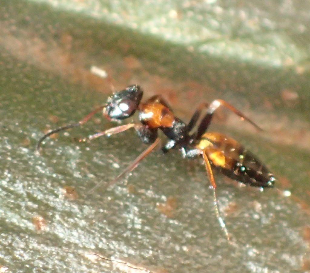 Painted Strobe Ant from Emu Creek Campsite, Benarkin State Forest ...