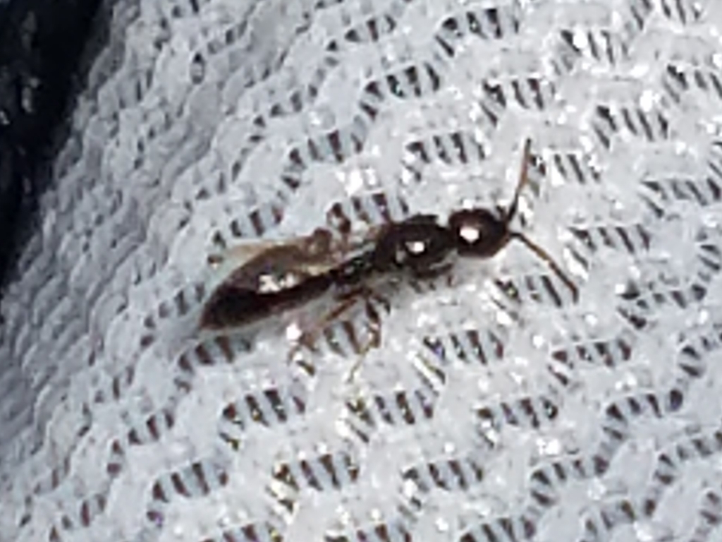 Flat wasps in April 2021 by Ron Matsumoto · iNaturalist