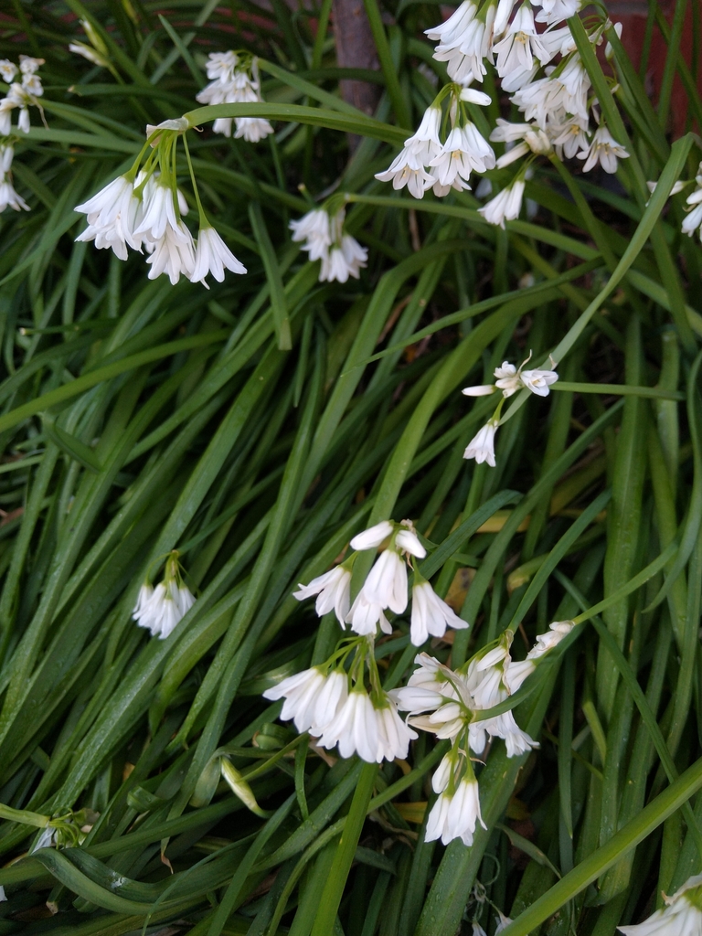 Three-cornered garlic from Bradley Stoke, Bristol, UK on May 2, 2021 at ...
