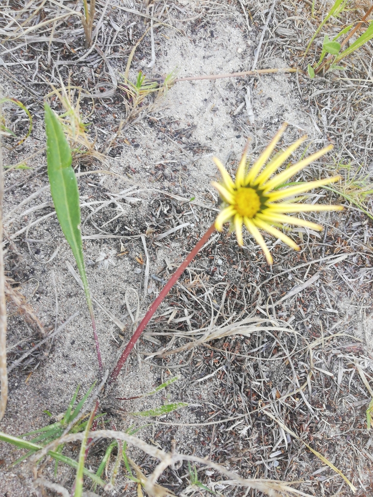Treasure Flowers from Summerstrand, Gqeberha, 6019, South Africa on May ...