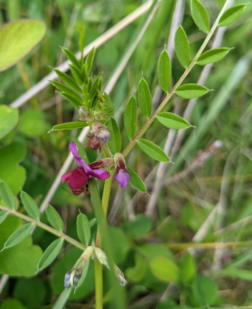 Common Vetch from Port Townsend, WA 98368, USA on May 01, 2021 at 02:02 ...