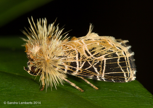 Callopistria dapsilis · iNaturalist United Kingdom
