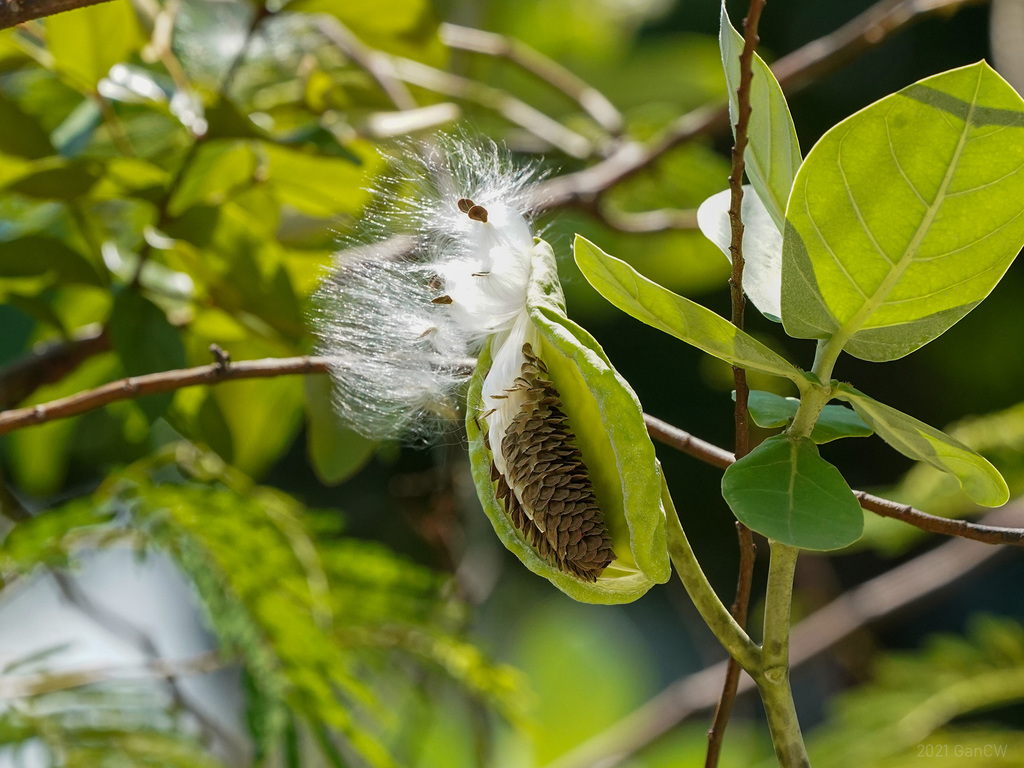 crown flower from Clementi, Singapore on May 02, 2021 at 12:38 PM by ...