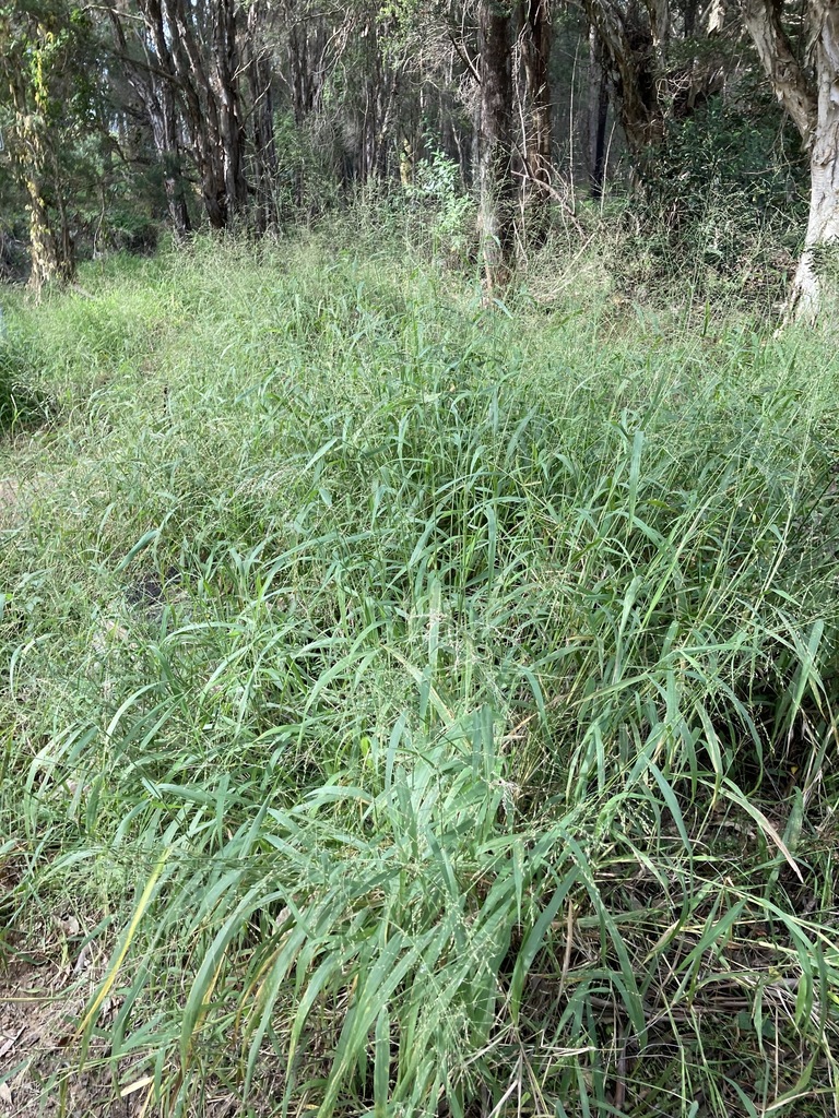 guinea grass from Parramatta - South, New South Wales, Australia on May ...