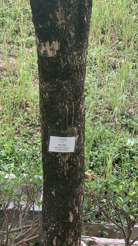 Giant Crape-myrtle from Tai Fong Street, Tuen Mun, New Territories, HK ...
