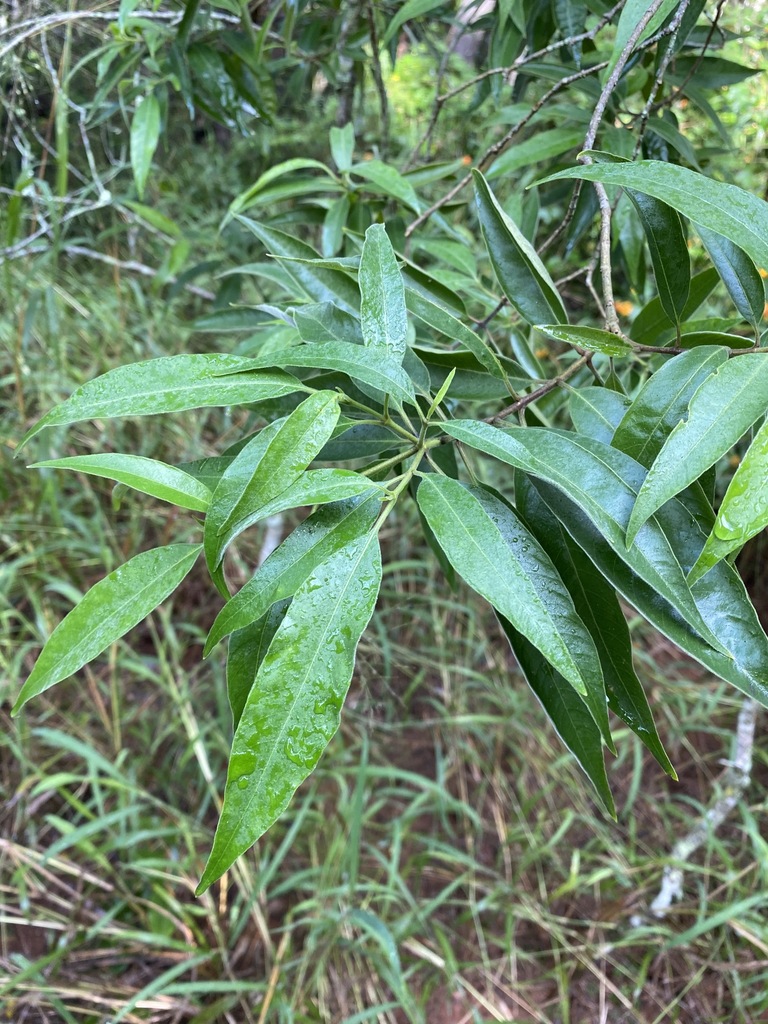 Bitterbark (Alstonia constricta) - Botanical Realm