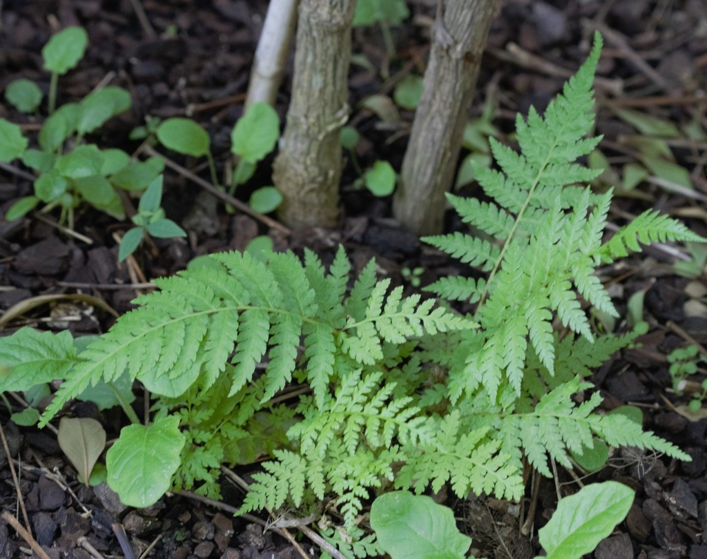 Common Ground Fern from Sydney NSW, Australia on May 2, 2021 at 11:22 ...