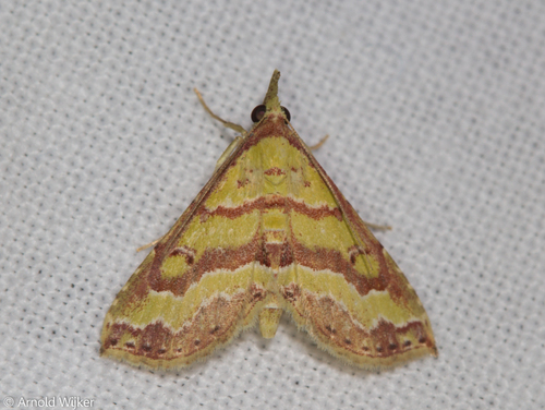 Mursa marica · iNaturalist