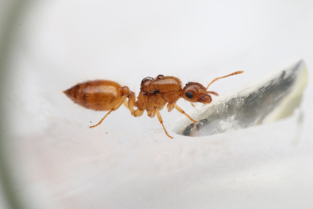 Missouri Acrobat Ant from Tonto National Forest, Payson, AZ, US on May ...