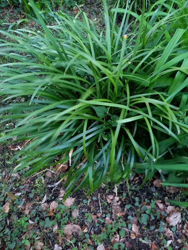 Dwarf Lily-turf from 日本 〒100-0011 on May 2, 2021 at 06:10 PM by ...