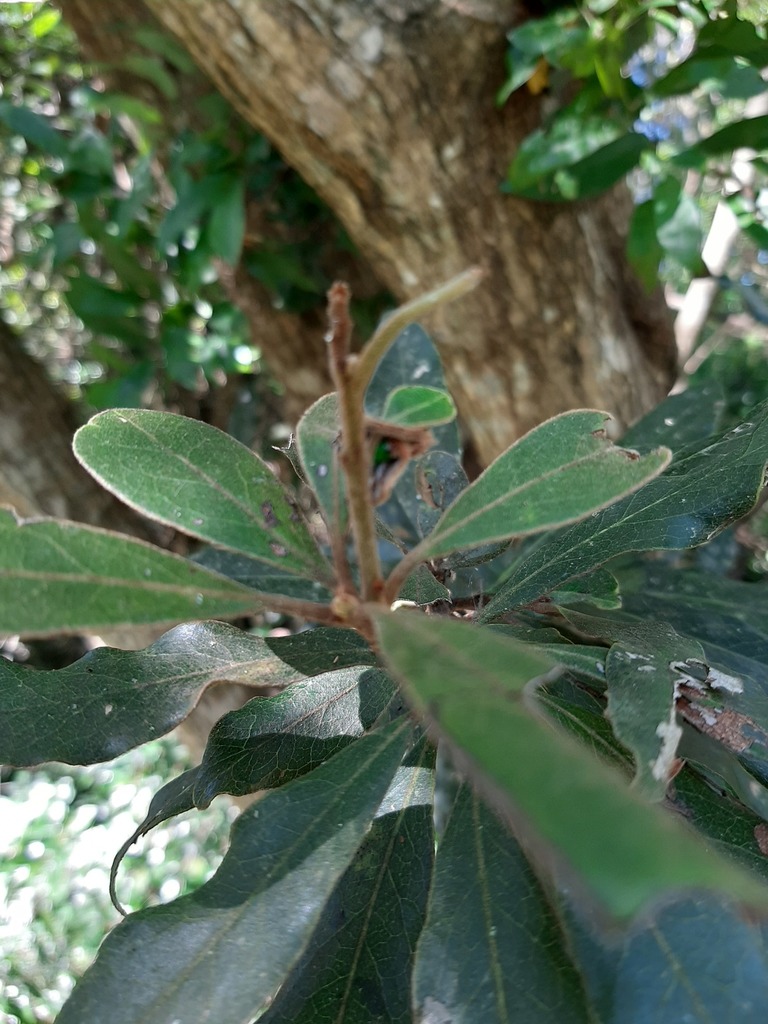 Mountain Guarri from Umkomaas, 4170, South Africa on May 01, 2021 at 11 ...