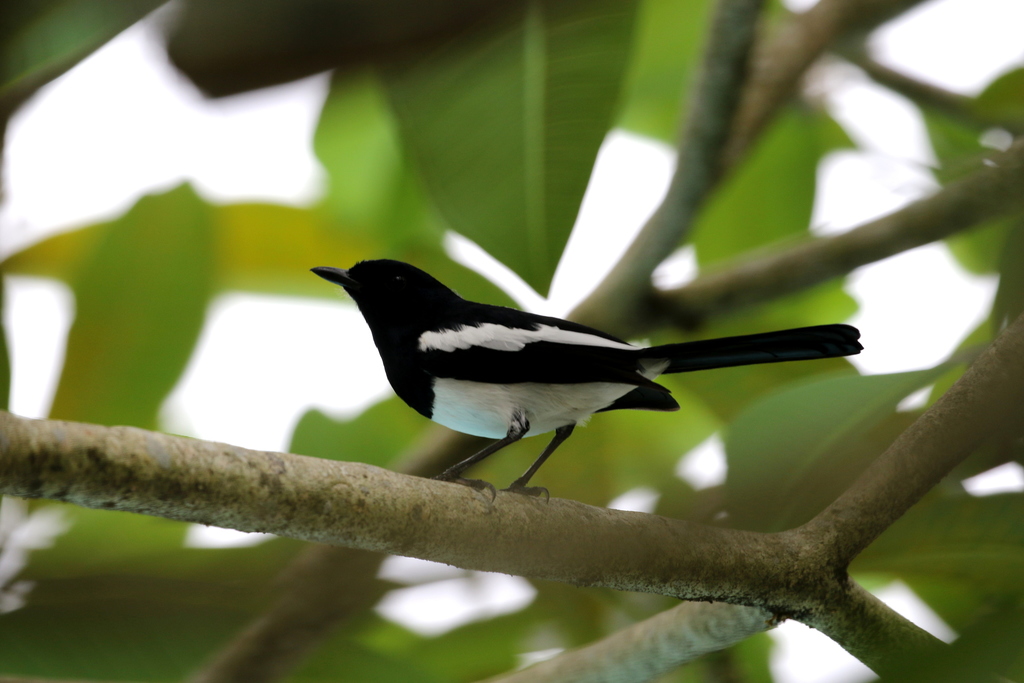 Philippine Magpie-Robin (Copsychus mindanensis) - Avian Discovery