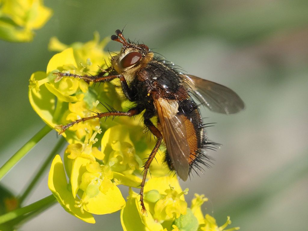 Tachina from 7142 Illmitz, Österreich on May 01, 2021 at 02:53 PM by ...