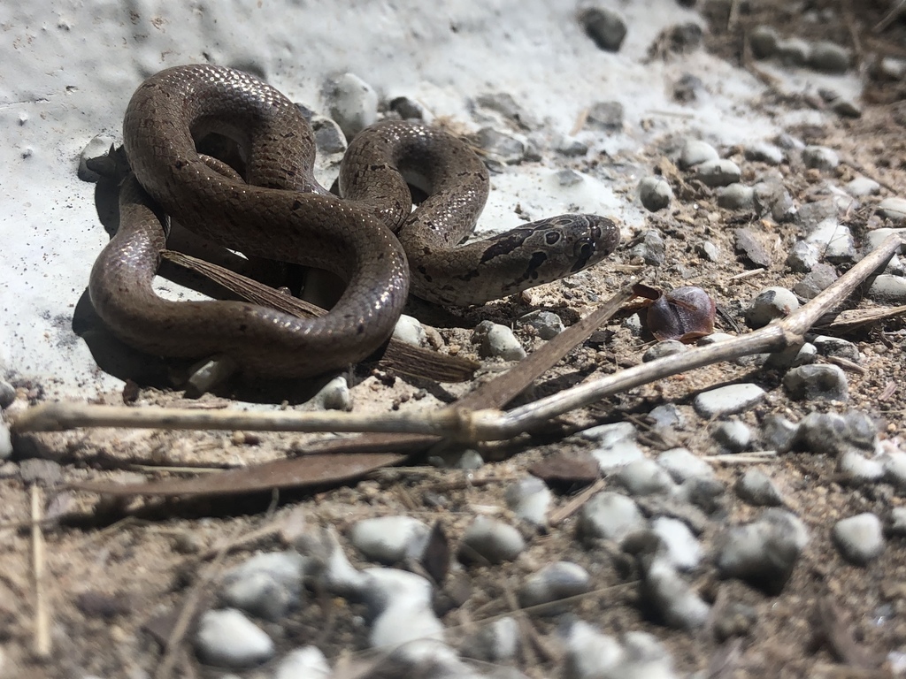 Taiwan Kukri Snake from Lantau South Country Park, Lantau Island, New ...