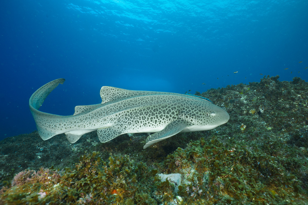 Zebra Shark (Saltwater Fish of the Indo Pacific) · iNaturalist