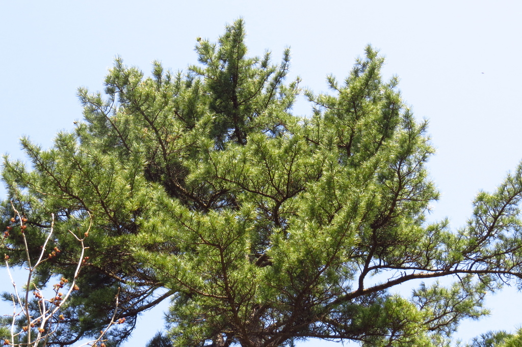 Korean pine (Pinus koraiensis) - Botanical Realm