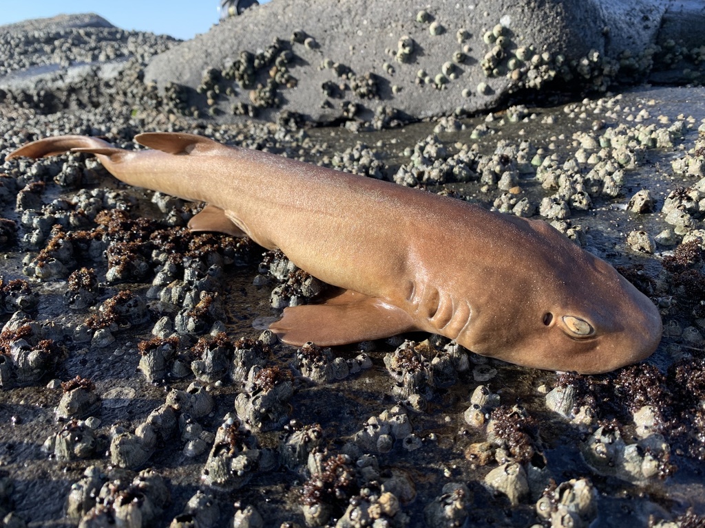 Brown Shyshark (Haploblepharus fuscus) - Marine Life Identification