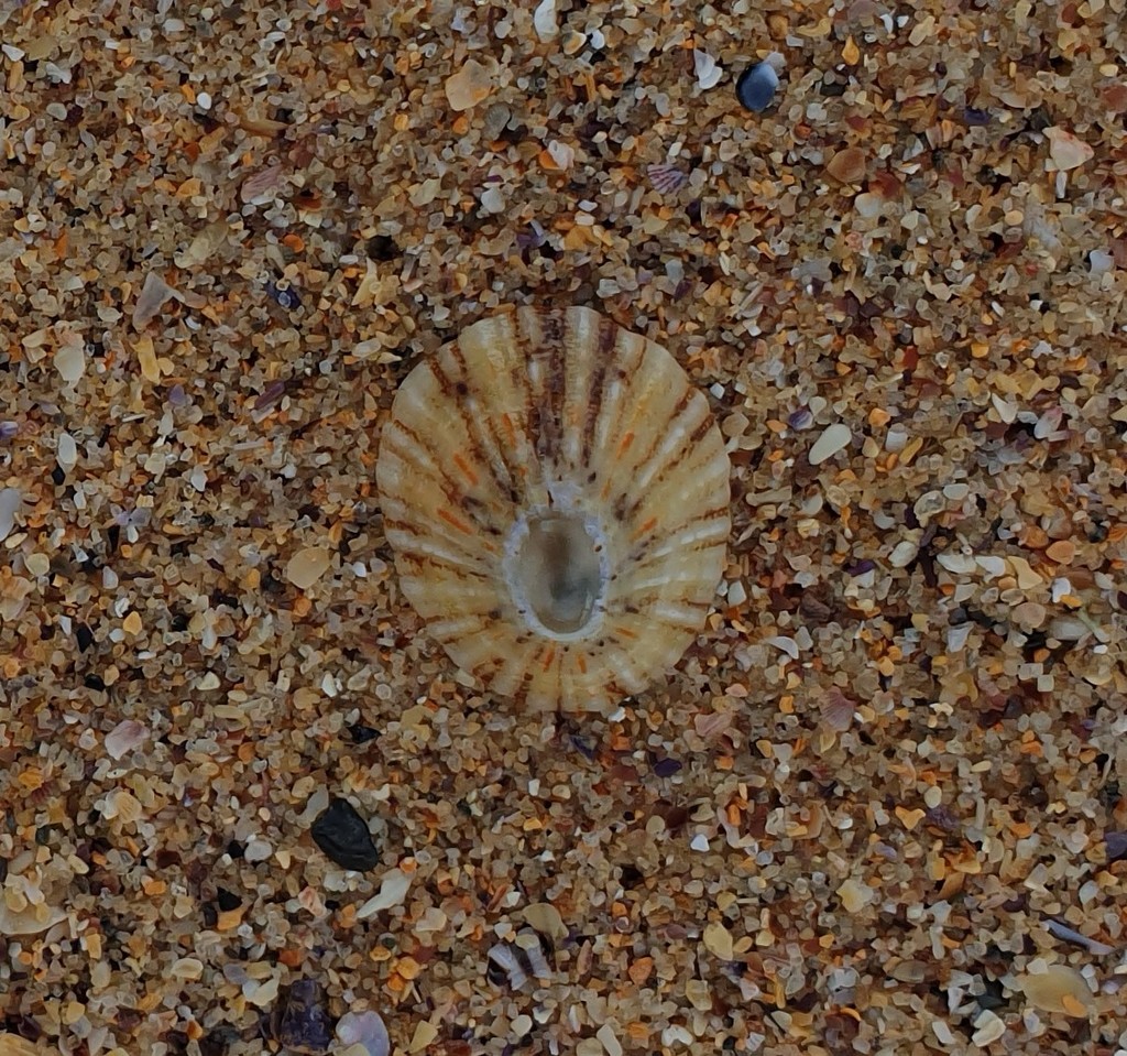 Variegated limpet from Sydney NSW, Australia on May 02, 2021 at 12:48 ...