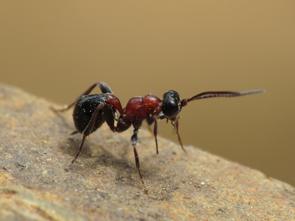Thaumatogelis from Granada, Spain on March 21, 2019 at 03:59 PM by ...