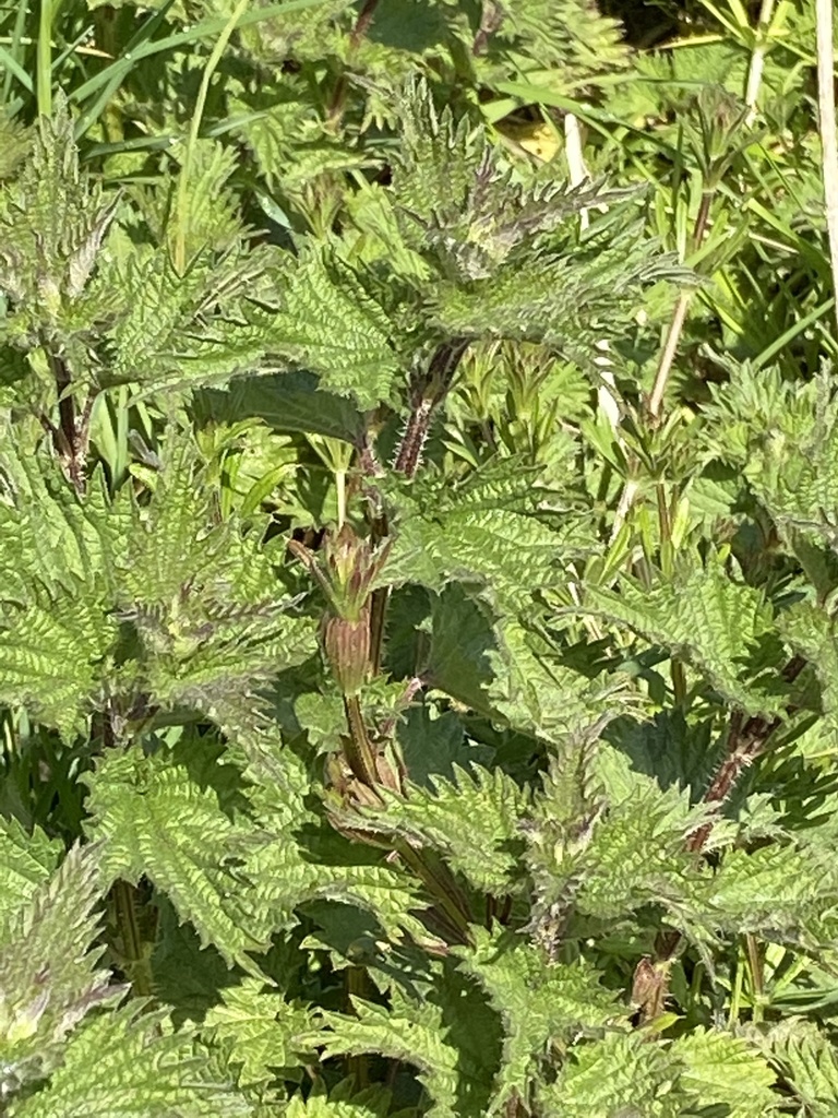 great stinging nettle from Lyncombe Hill, Bath, England, GB on 02 May ...