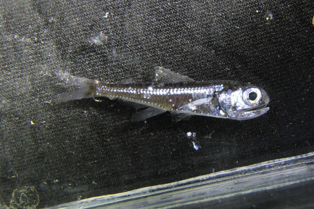 Spotted Lanternfish on August 11, 2020 at 08:28 PM by Julien Renoult ...