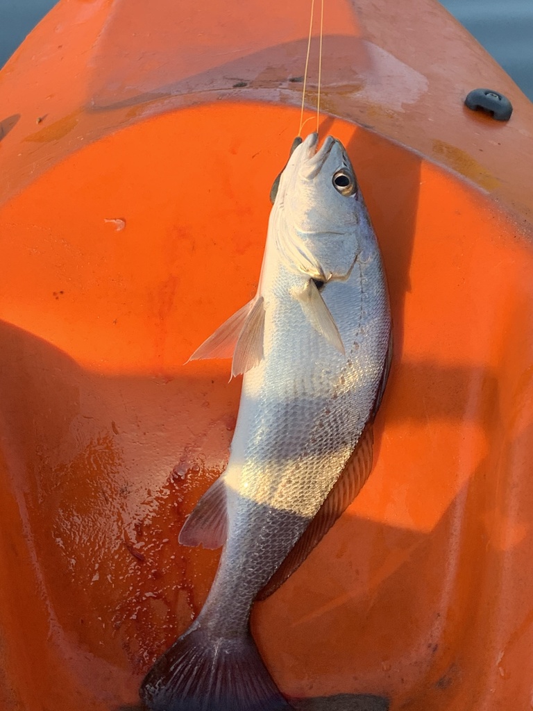 Dusky Kob (Argyrosomus coronus) - Marine Life Identification