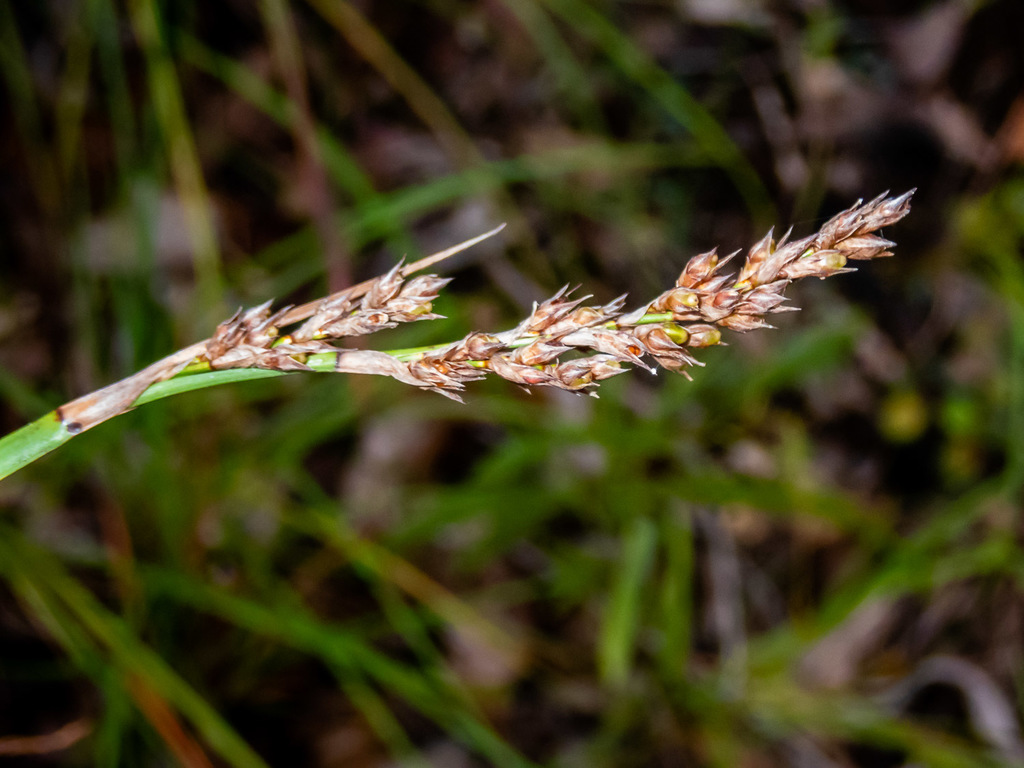 variable sword-sedge (Logan RE 12.8.9 Flora) · iNaturalist