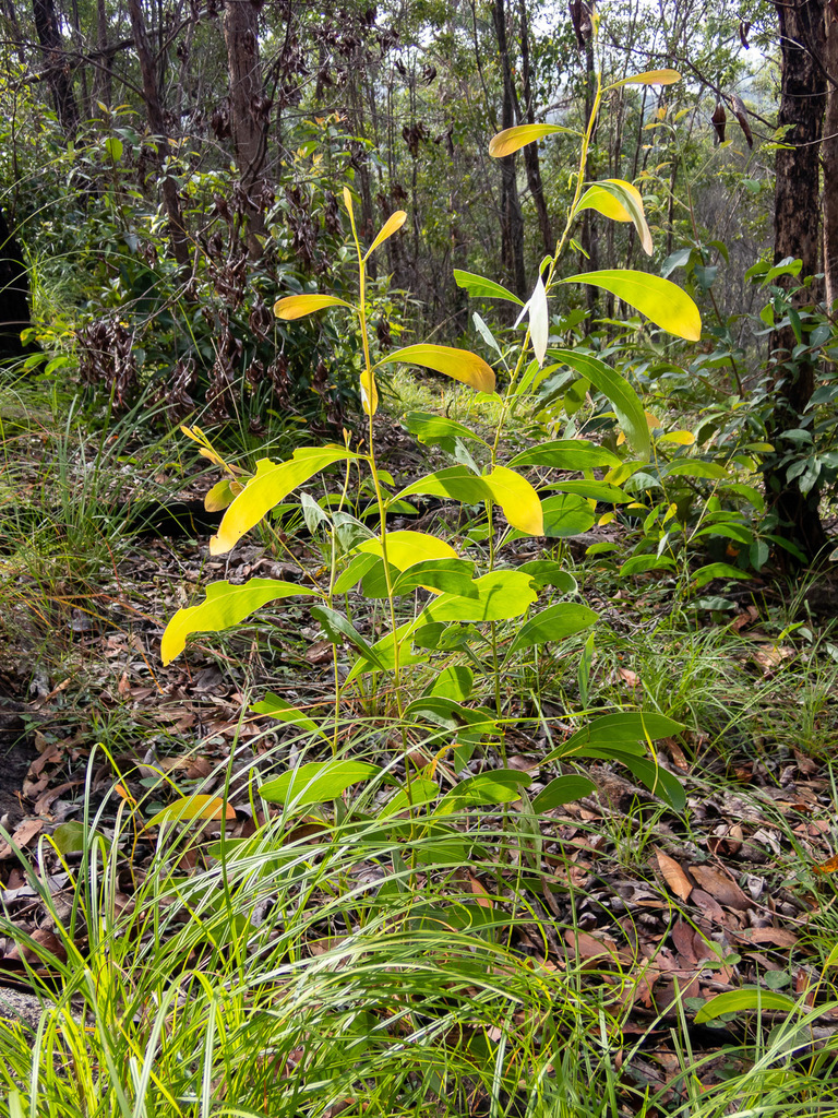 sickle wattle from Numinbah Valley QLD 4211, Australia on May 2, 2021 ...