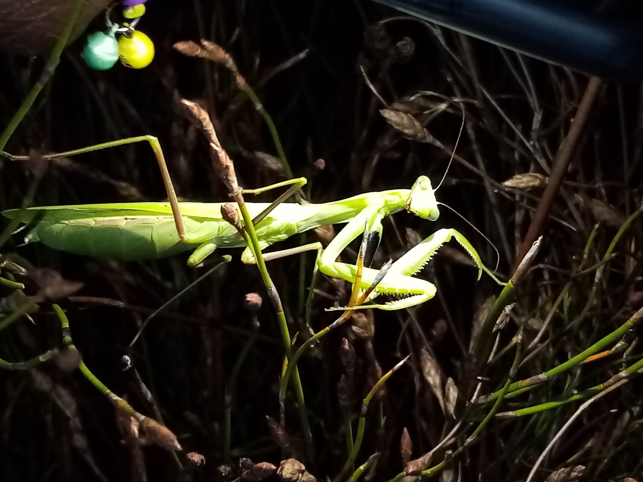 Paramantis sacra Thunberg, 1815