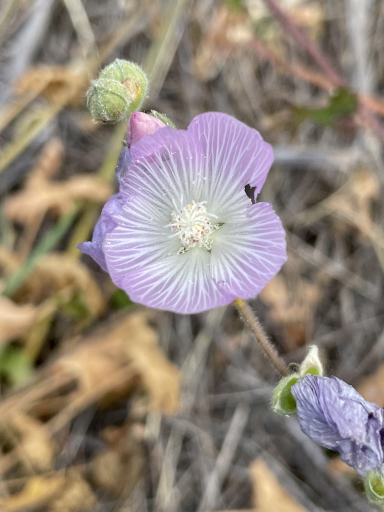 Southern Checkerbloom from La Jolla Scenic Dr S, San Diego, CA, US on ...