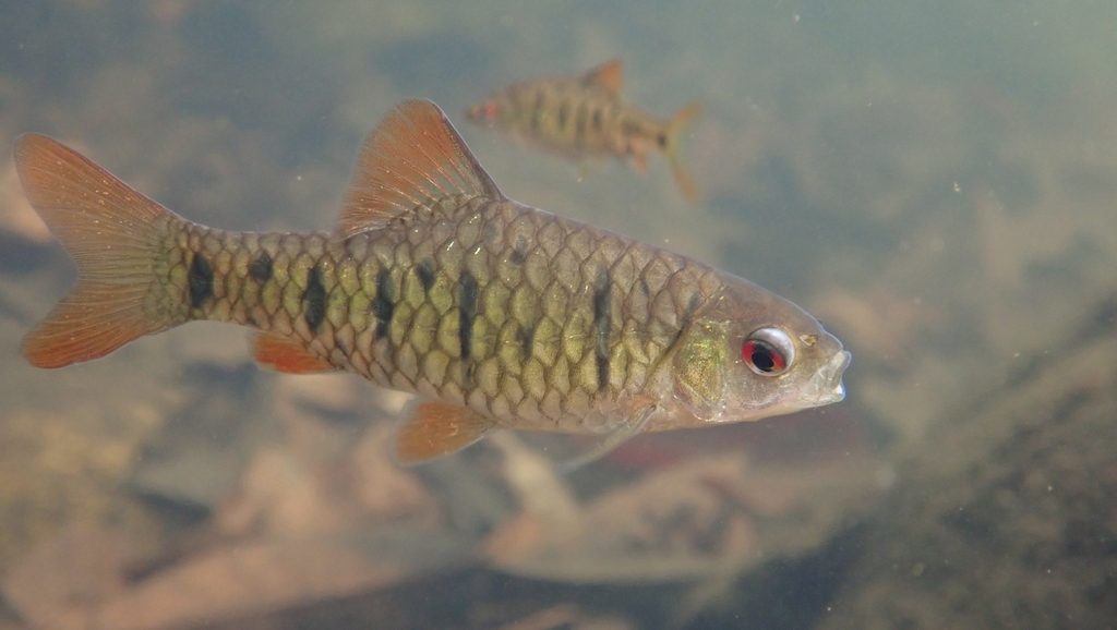 Cyprinids (Cyprinidae) - Marine Life Identification