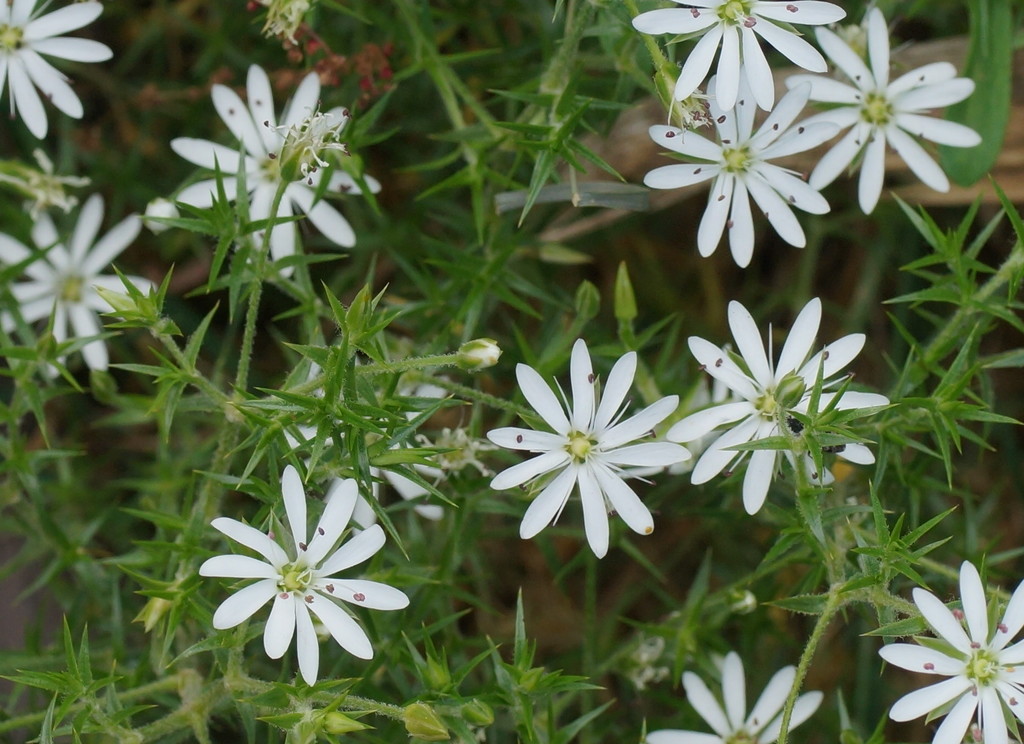prickly starwort (Cloud Nine Plants) · iNaturalist