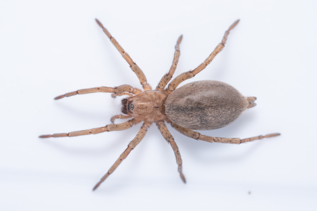 Stone Ground-spider from Rosas, Madrid, Spain on May 01, 2021 at 09:11 ...
