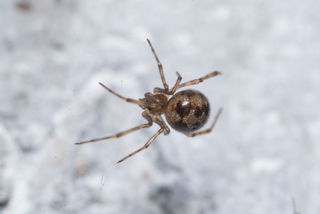 Triangulate Combfoot from Rosas, Madrid, Spain on May 01, 2021 at 05:12 ...