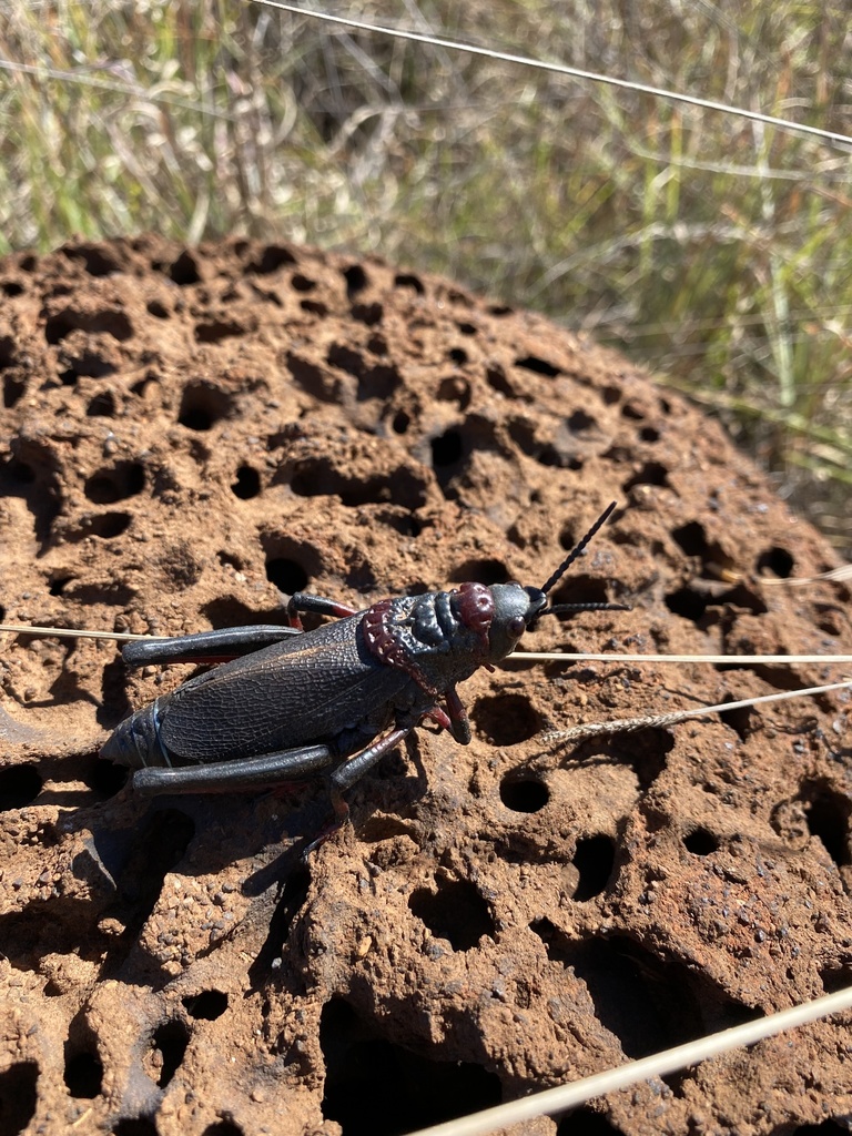 Koppie Foam Grasshopper from Centurion Rural, Centurion, GP, ZA on May ...