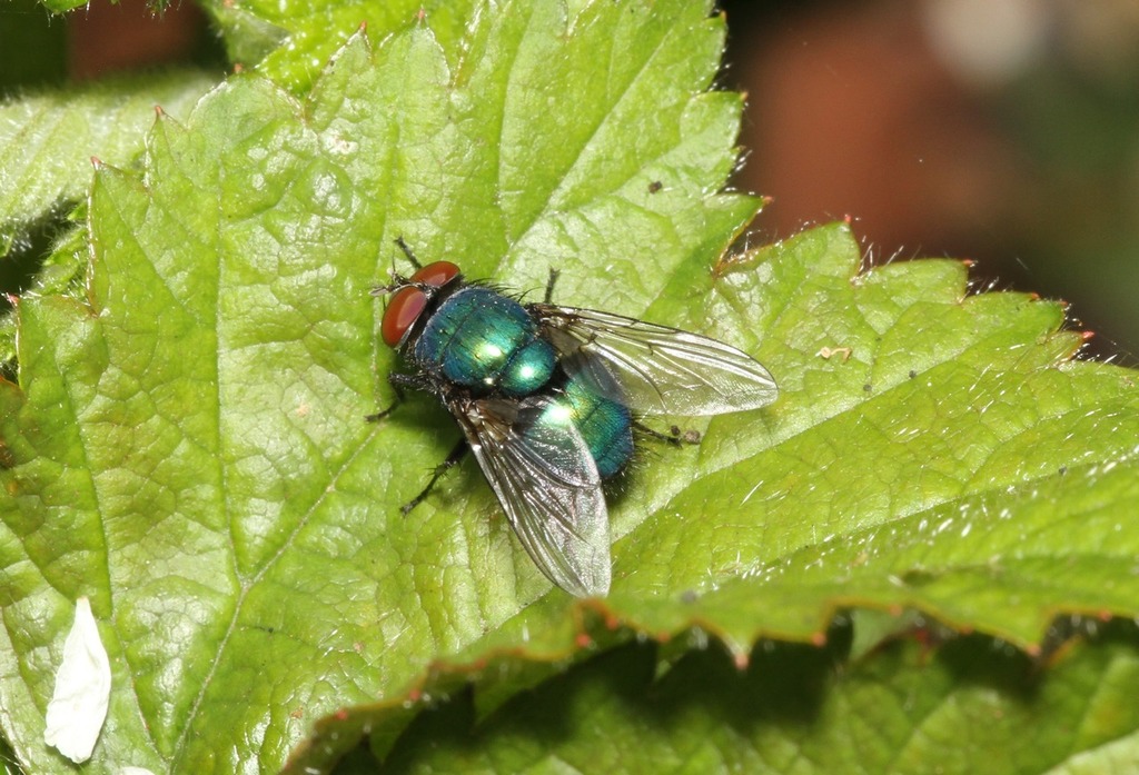Common European Greenbottle Fly from Rhein-Kreis Neuss, Nordrhein ...
