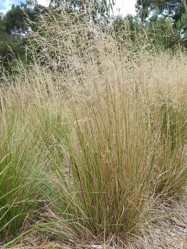 Poa ensiformis · iNaturalist