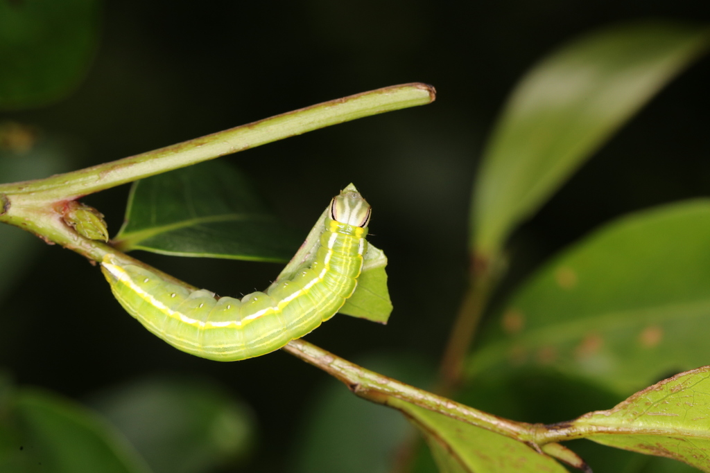 Somera viridifusca from Yangmingshan, New Taipei, New Taipei City ...