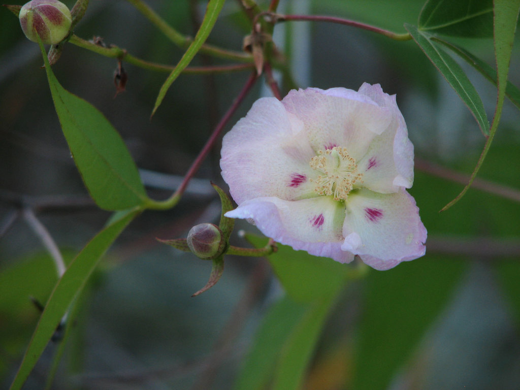 desert cotton (Trees & Shrubs of Fort Bowie National Historic Site ...
