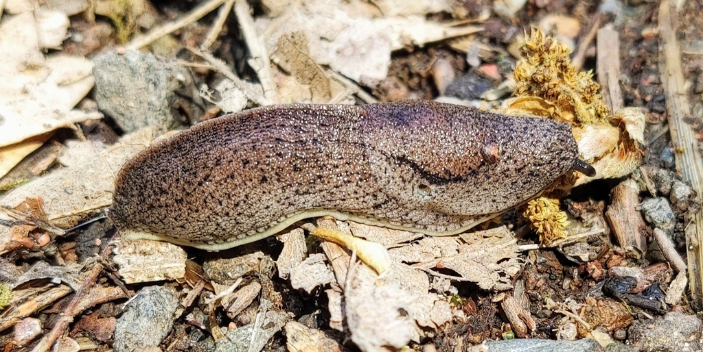 Spotted Keeled Slug from 39100 Bozen, Südtirol, Italien on May 02, 2021 ...