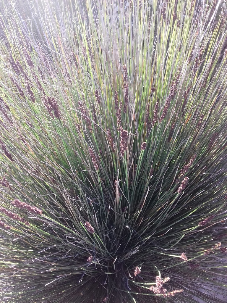 Thatching Reeds from Fish Hoek, Cape Town, 7975, South Africa on May 02 ...