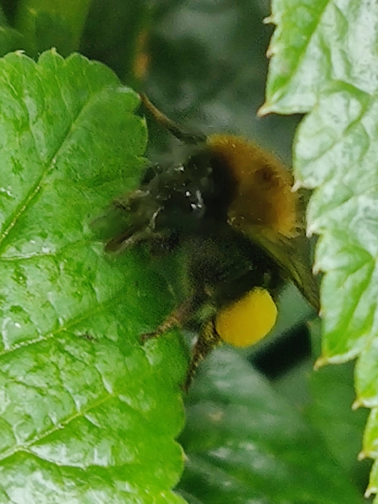 Tree Bumble Bee from Chorlton-cum-Hardy, Manchester, UK on May 02, 2021 ...